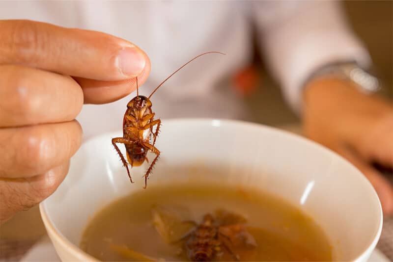 What are the 4 Types of Food Contamination?