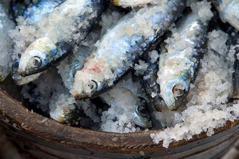 Food Preservation Methods and Guidance