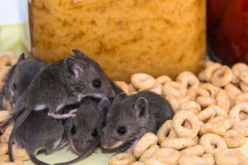 What are the 4 Types of Food Contamination?