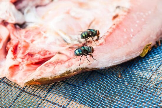 What are the 4 Types of Food Contamination?