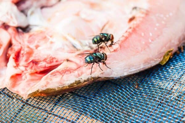 What are the 4 Types of Food Contamination?